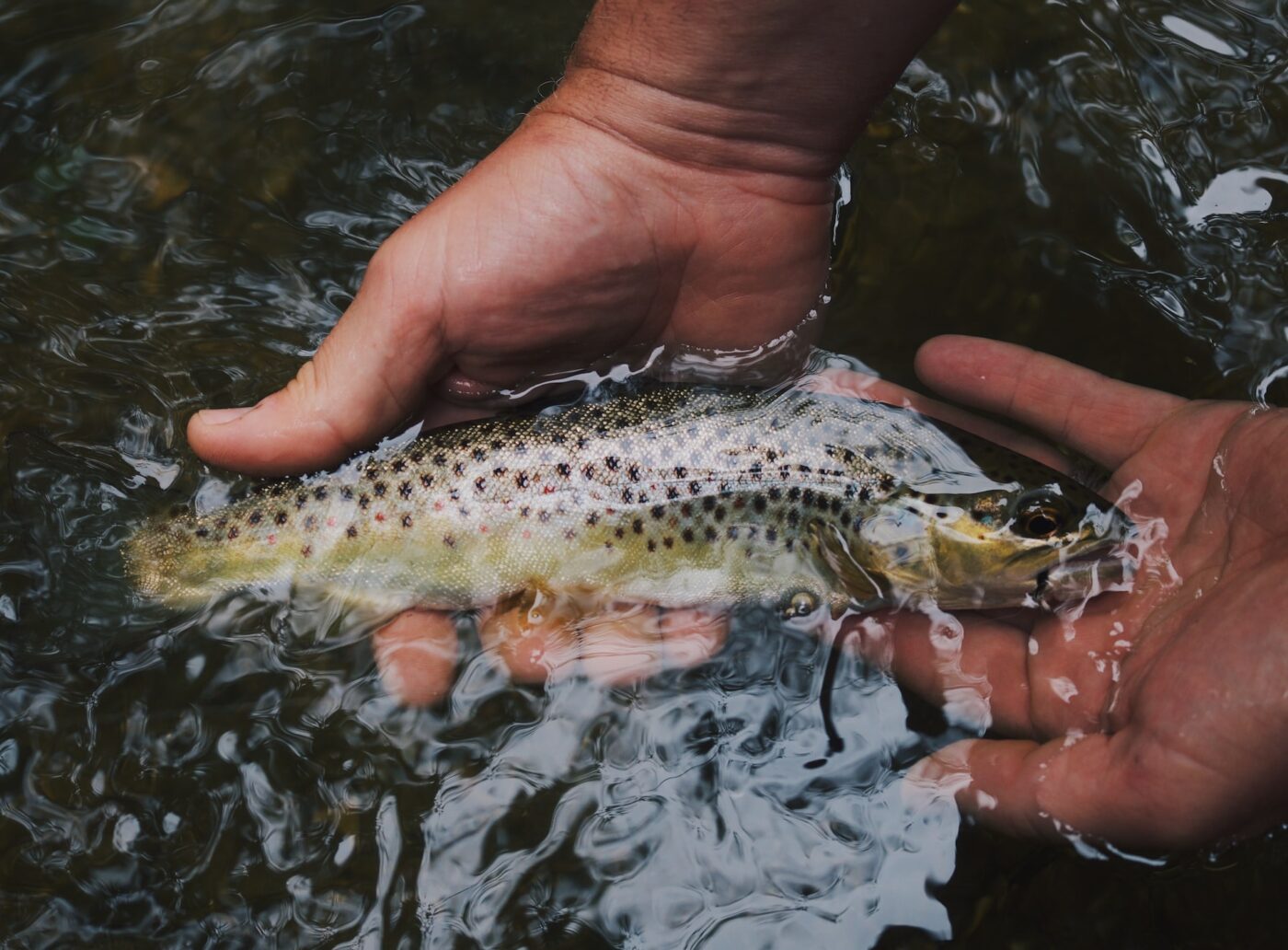 Oden State Fish Hatchery in Alanson - Northern Michigan Guides
