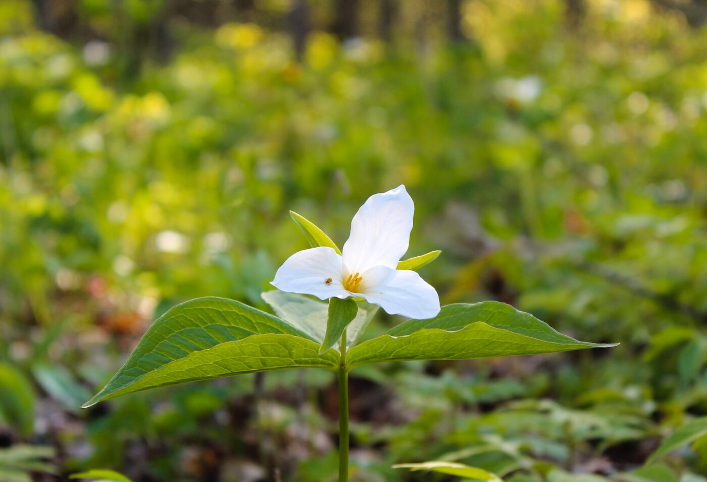 The Trillium Up North are a Beautiful Site - Northern Michigan Guides